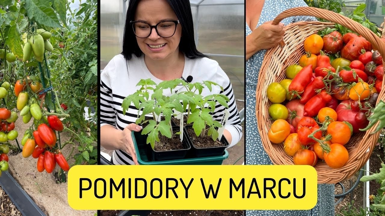 POMIDORY W MARCU. UPRAWA POMIDORÓW. JAK PIKOWAĆ POMIDORY. UPRAWA WARZYW ...