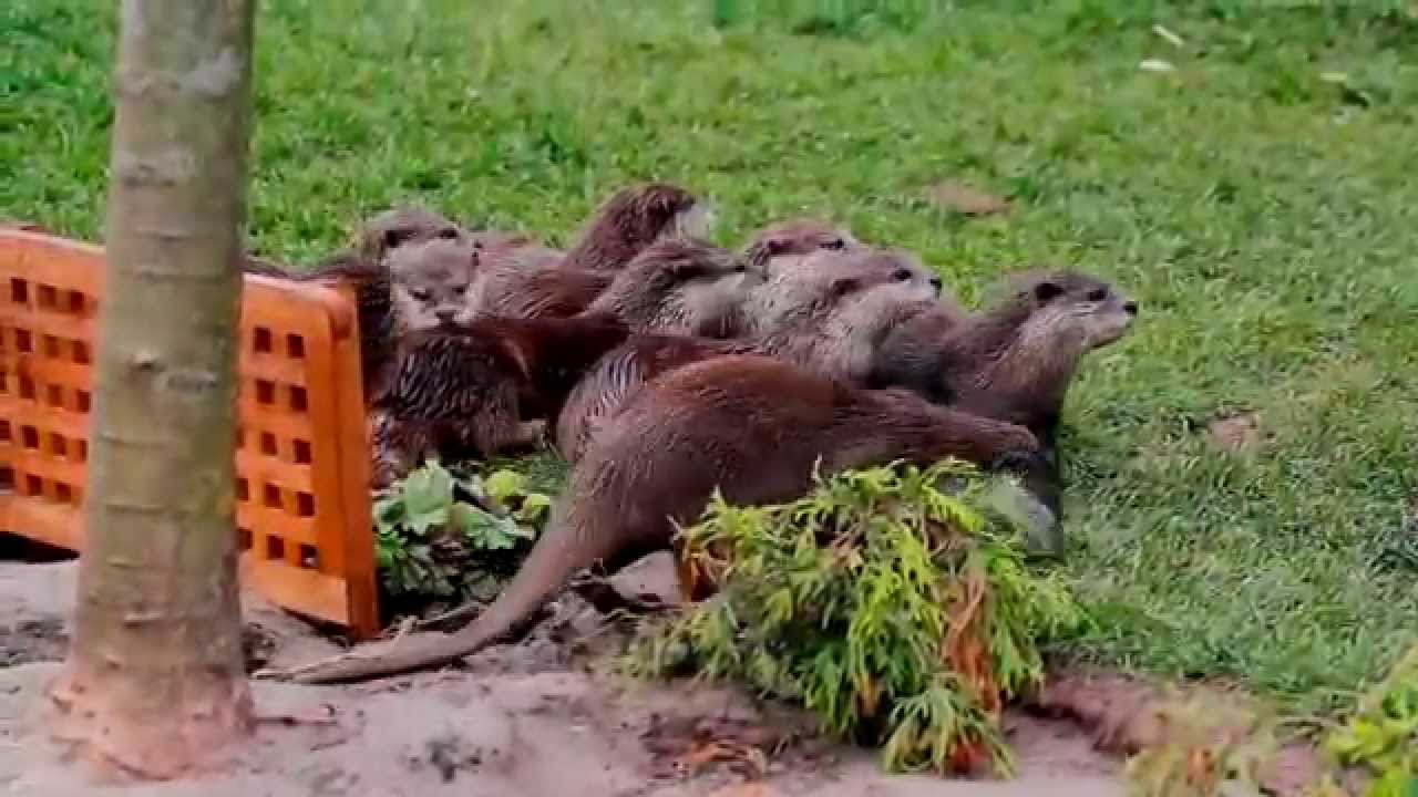 Amazing Animals Of The Earth - YouTube