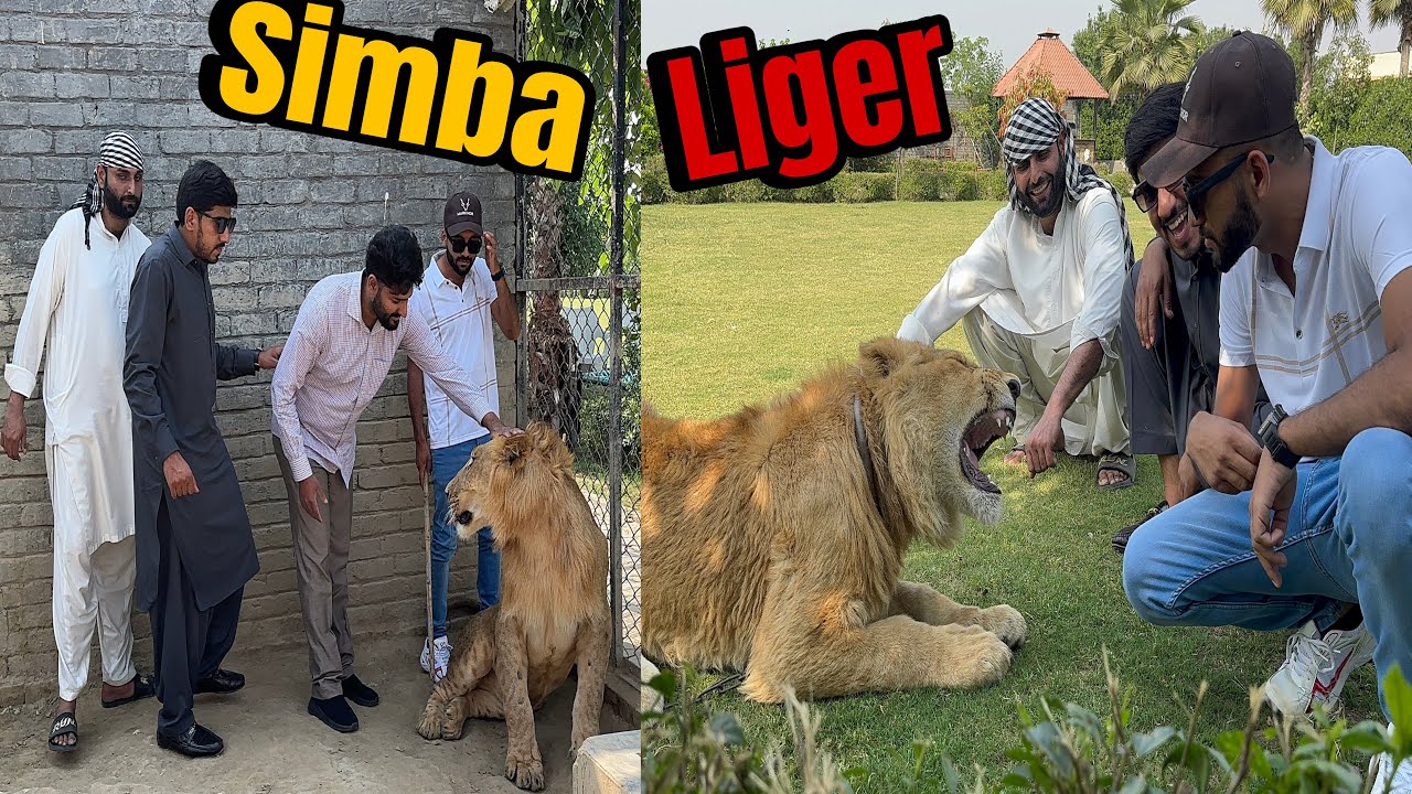 Liger Mani ko Daikh Kai Aggressive Ho Gia 🦁😱|Simba Attack 🦁😱😱 - YouTube