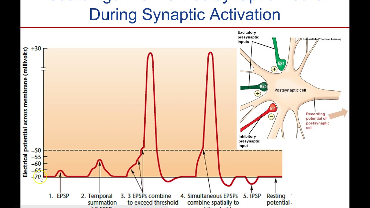 Synapse Concept - YouTube