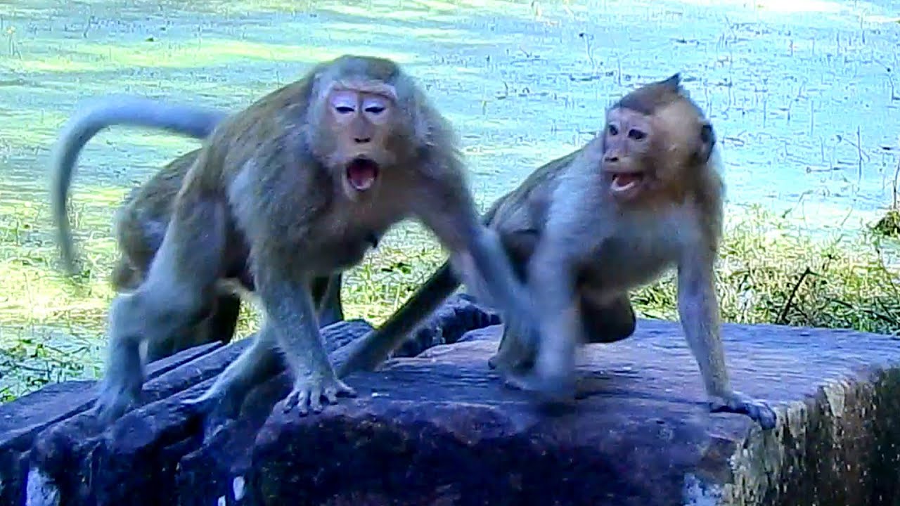 Big Jonna br@ve d@re stand pro_tected Jazzy from big Pongo safety but ...