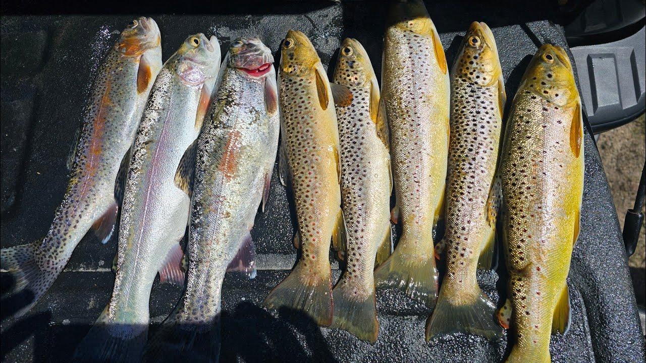 Minnesota Trout Fishing Whitewater Stream - Epic Action With Fly Rod ...