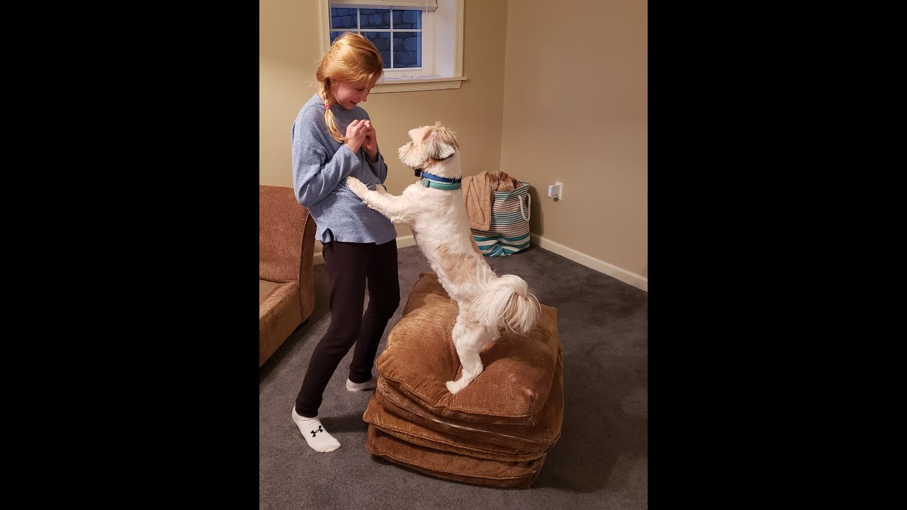 homemade dog agility course - YouTube