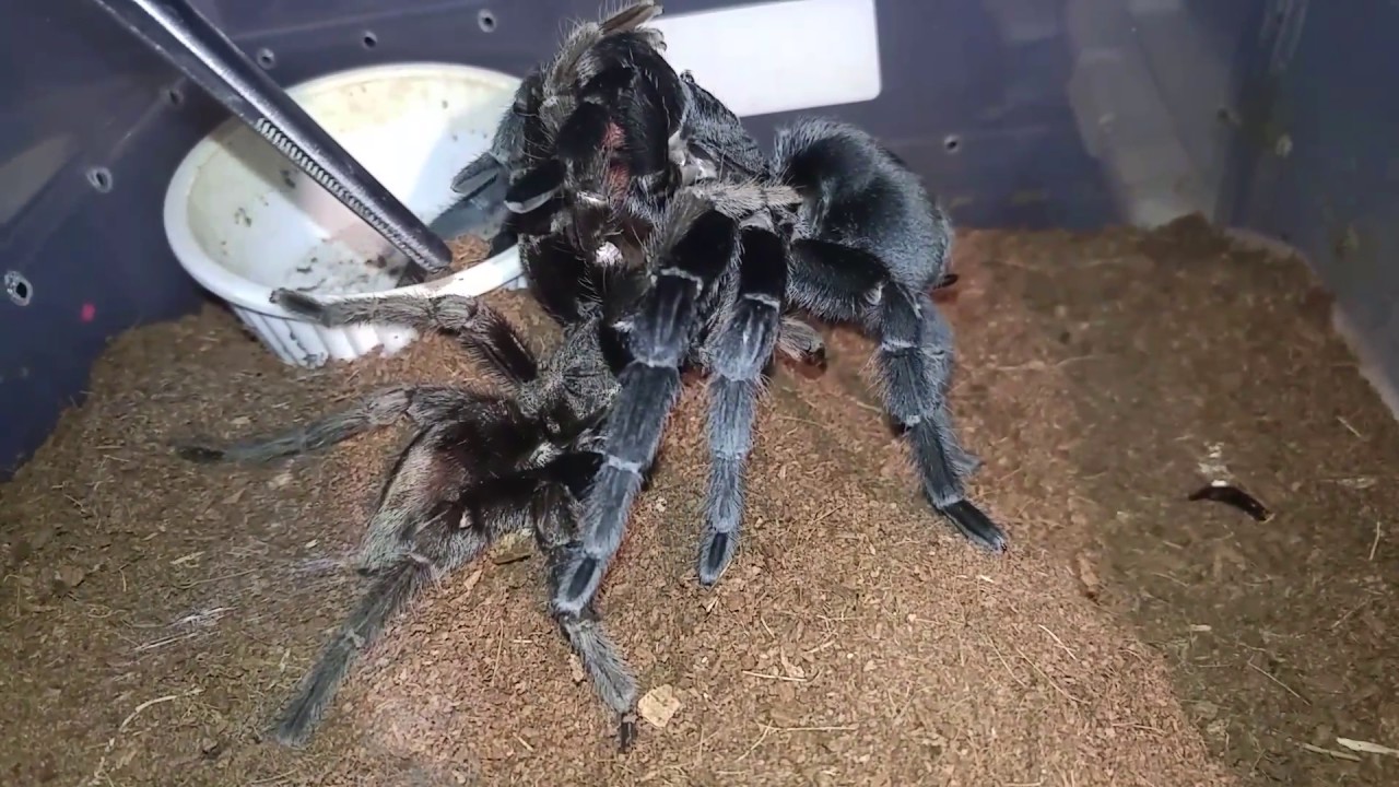 G. pulchra pairing 1/7/17 - YouTube