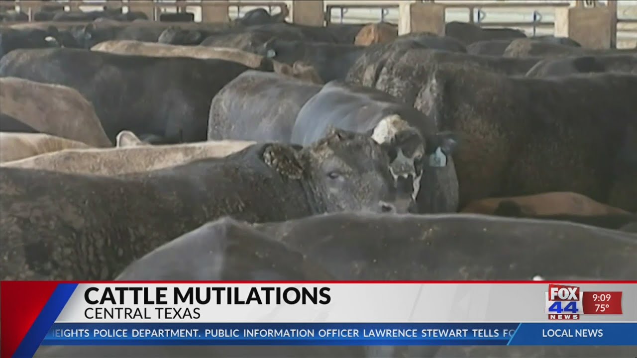 Reward offered for information on cattle mutilations - YouTube