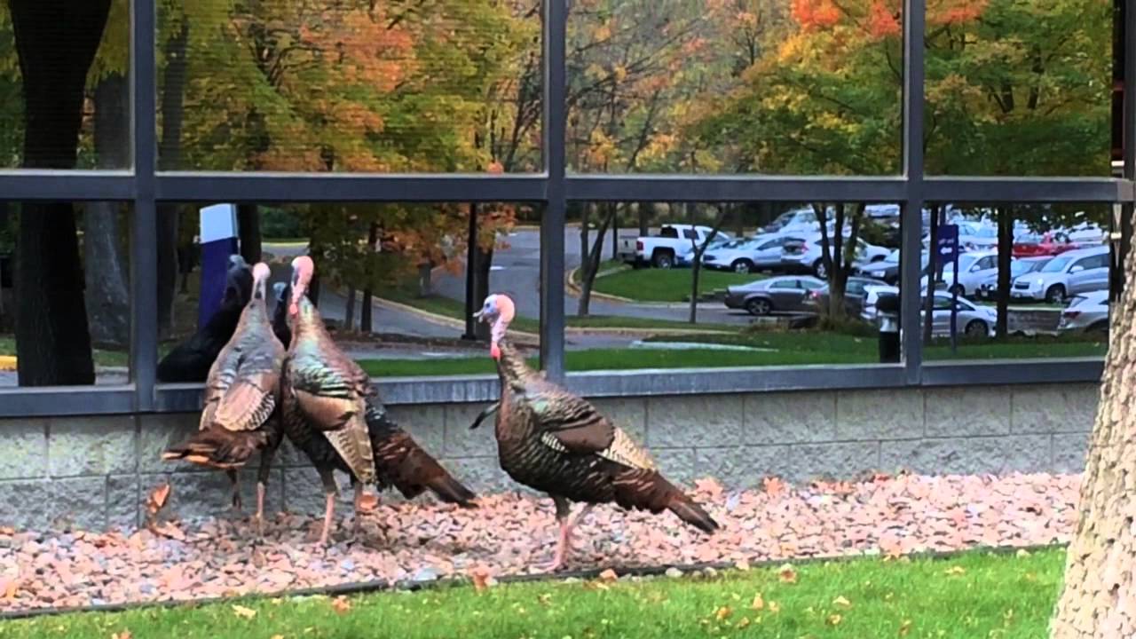 Turkeys Fighting their Reflections - Funny Video! - YouTube