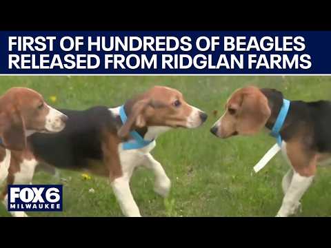 Ridglan Farms Beagles: Hunde am Freitag freigelassen – die ersten von Hunderten | FOX6 News Milwa...