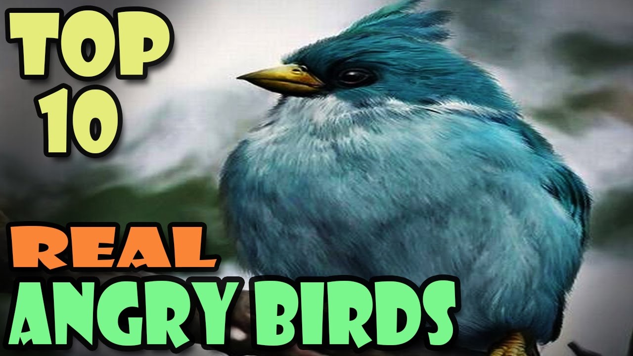 Top 10 Real Angry Birds || Amazing World - YouTube