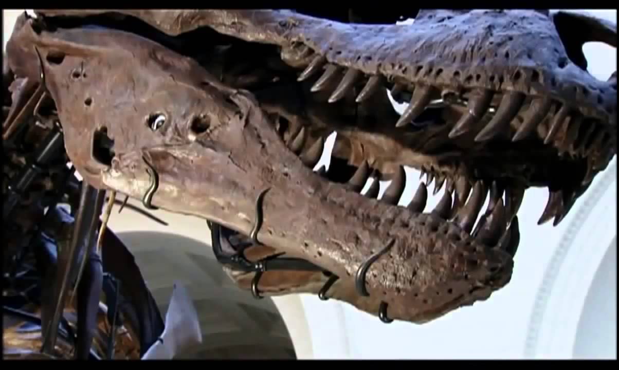 How Did Animals Learn to Fly - Evolution of Flying Full Documentary ...