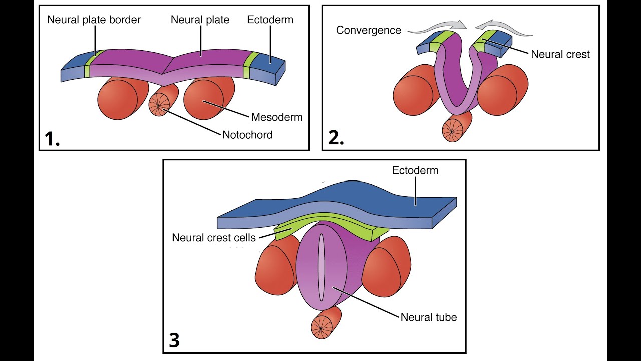 Neurulation Embryology Animated video - YouTube