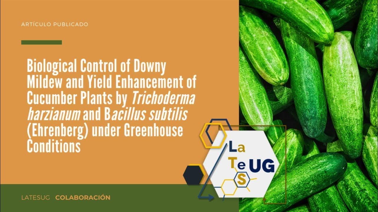 Video sobre el artículo "Biological Control of Downy Mildew and Yield Enhancement of Cucumber ...