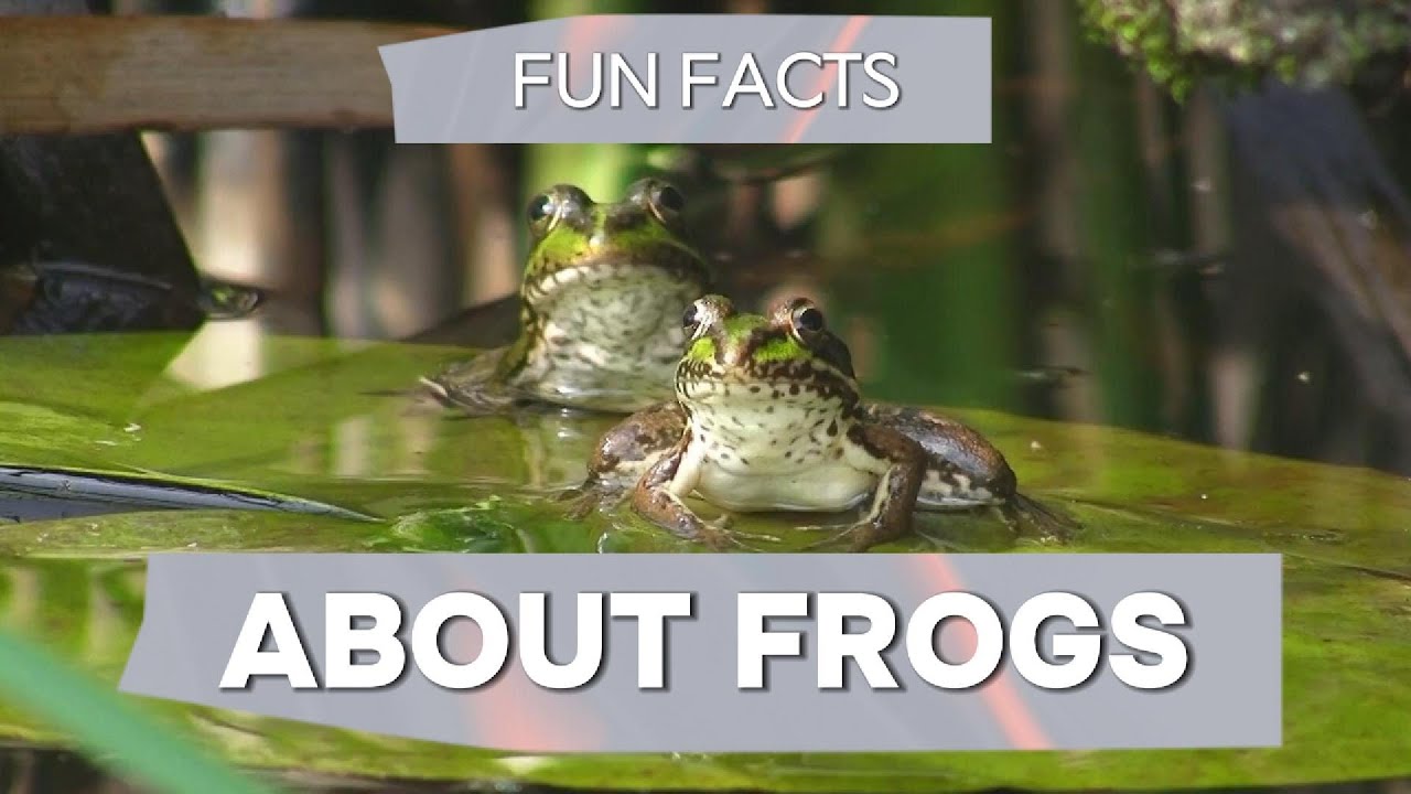 Fun Facts About Frogs - YouTube