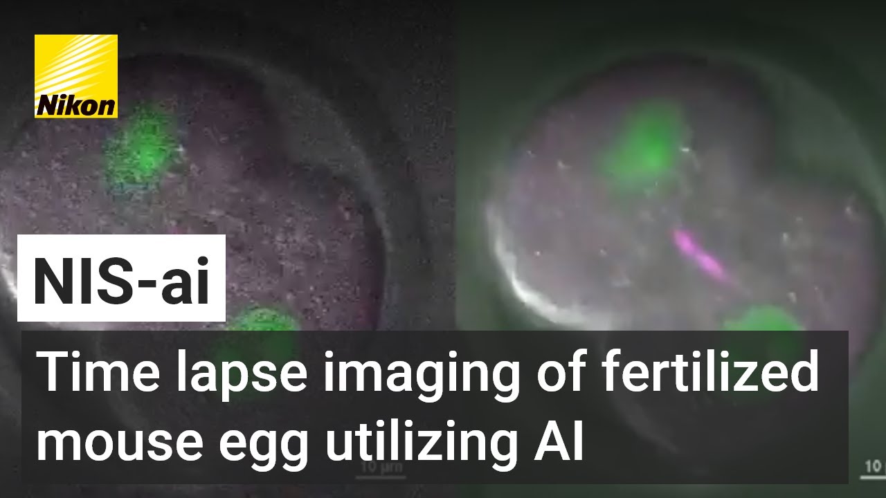 Time lapse imaging of fertilized mouse egg utilizing AI - YouTube