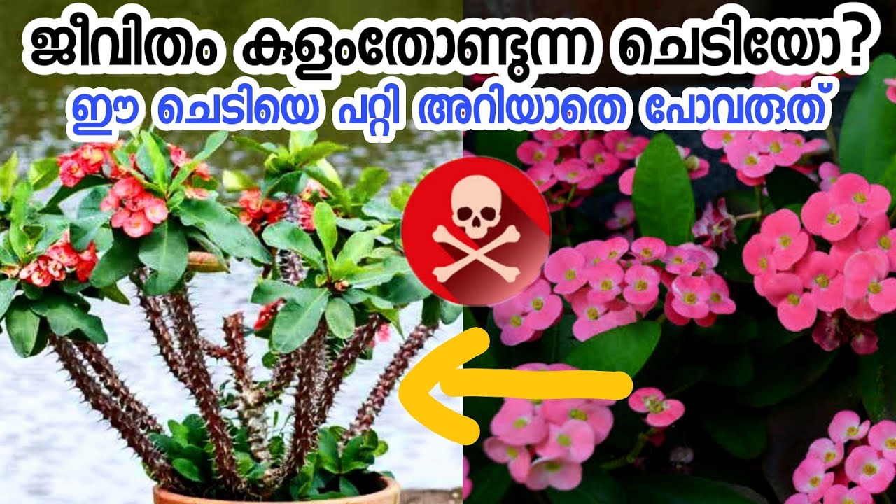 ജീവിതം തകർക്കുന്ന ഒരു ചെടിയെ മനസ്സിലാക്കാം|gardening malayalam|chedikal ...