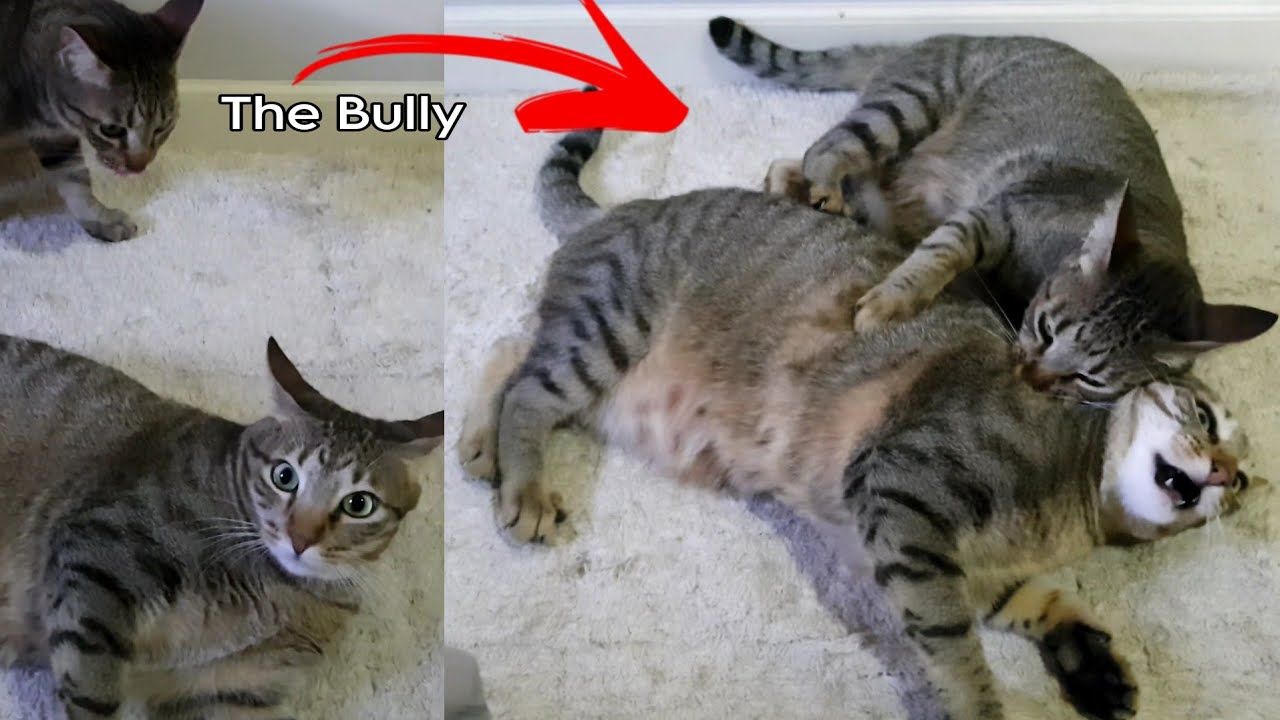 The Bully Cat | Mother Cat Bullying around the house |CatsLifePH - YouTube