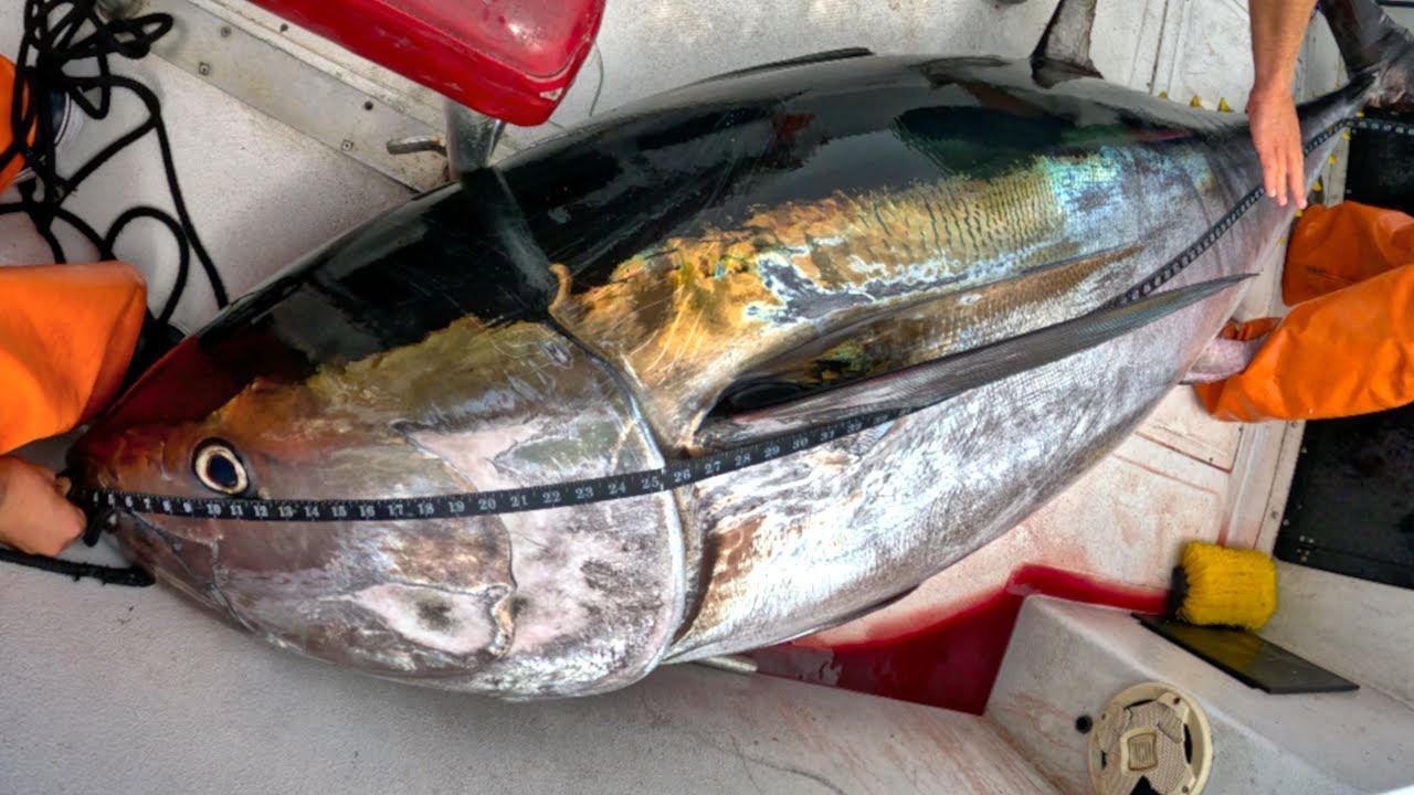 Giant Bluefin Tuna Fishing, But Everything Goes WRONG (Commercial Tuna ...