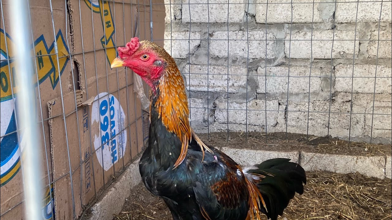 El Gallo shamo - YouTube