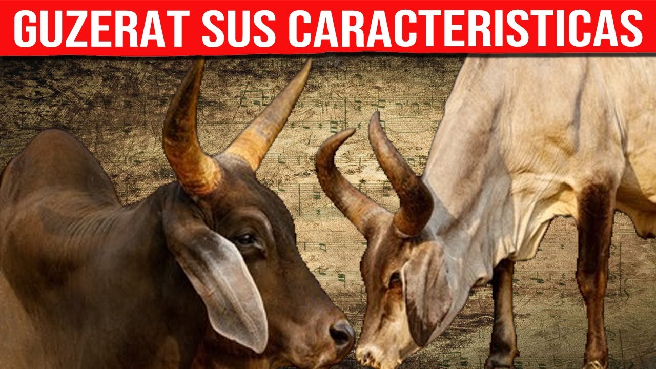 Raza De Ganado Guzerat Informacion Actualidada 2020
