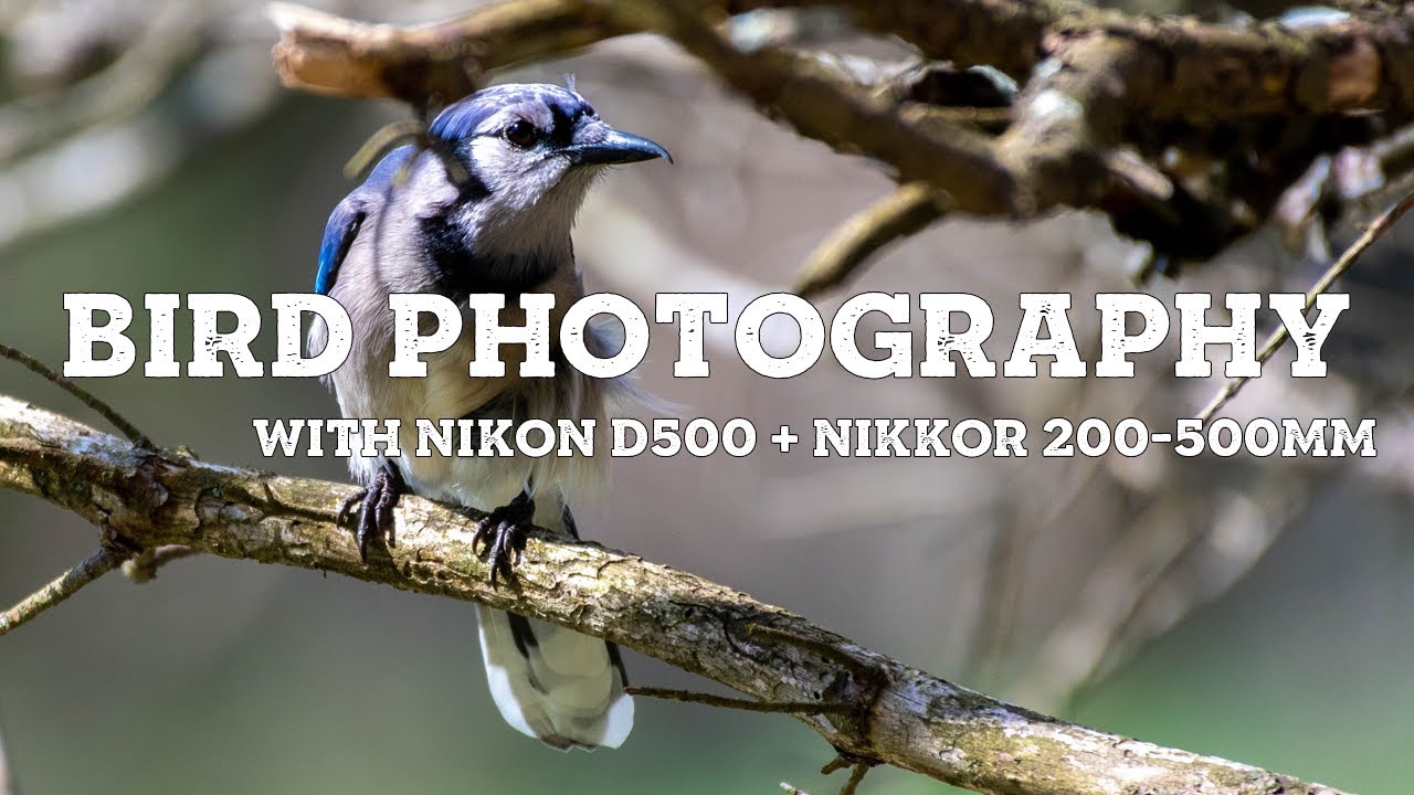 BIRD PHOTOGRAPHY (Nikon D500 + Nikkor 200-500mm) - YouTube