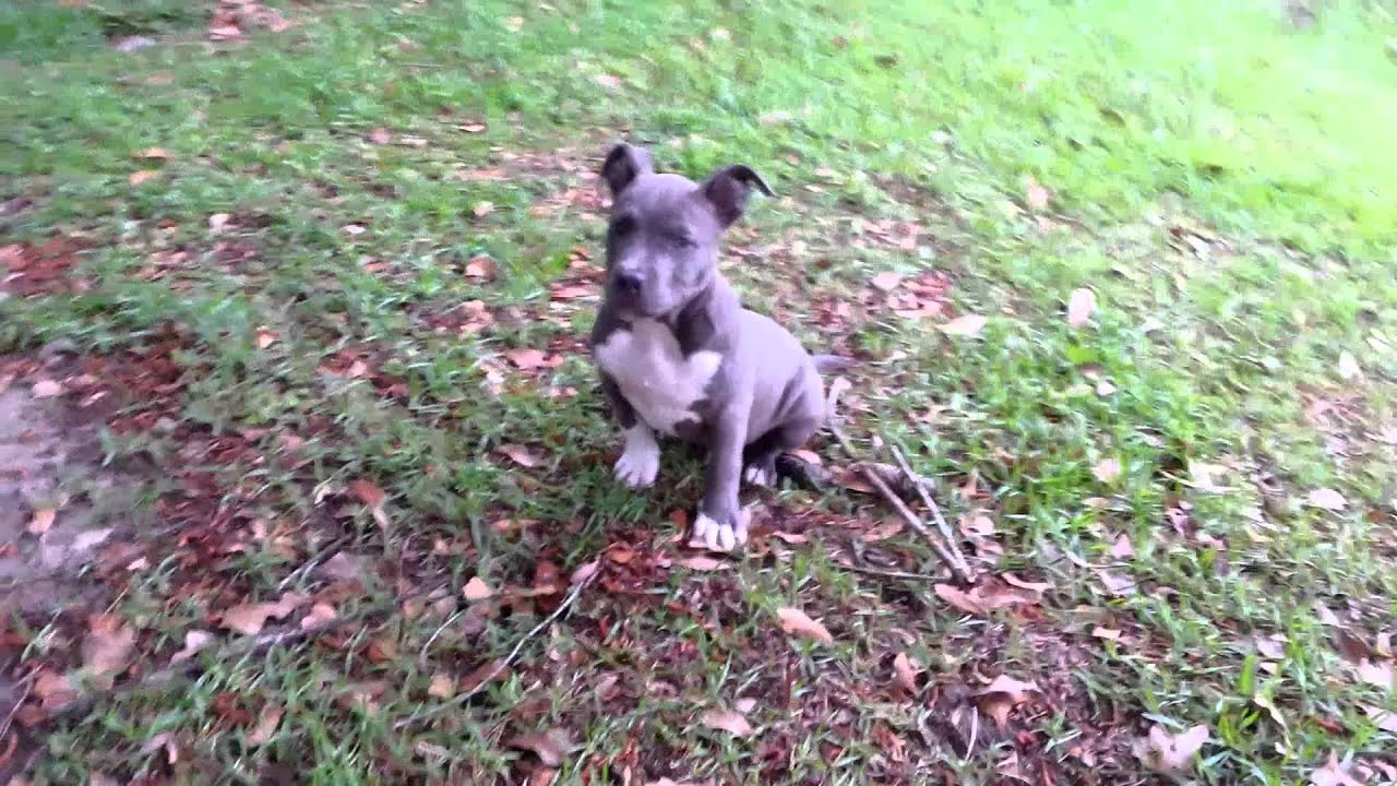 American Iron Kennels GRCH Boston George blue son - YouTube