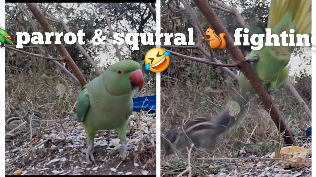 🦜parrot & squrral 🐿️ fighting 🤣 funny video.. very real & natural 🤣🥰 ...