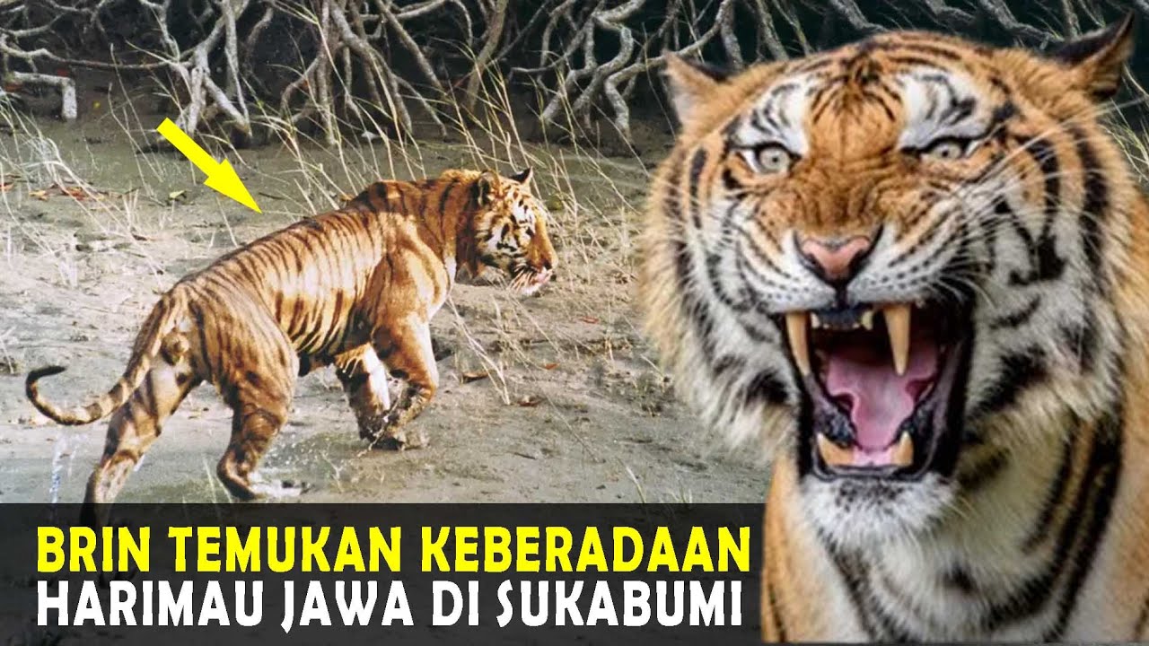 RESMI..! Harimau Jawa Ditemukan di Hutan Sukabumi!! BRIN Berhasil ...