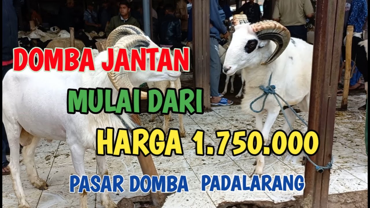 Update Harga Domba dan Harga Kambing di Pasar Domba Padalarang Sabtu 17 ...