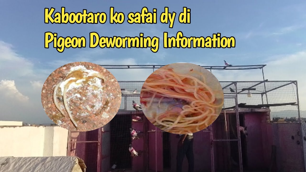 Kabootar k Pait k kery Saf karain Oxafex sy || Pigeon Deworming ...