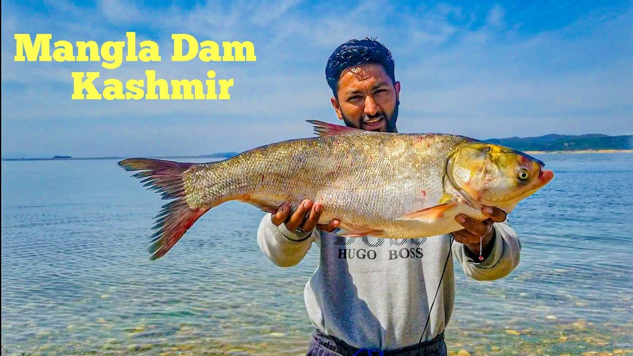 Types Of Fish In Mangla Dam