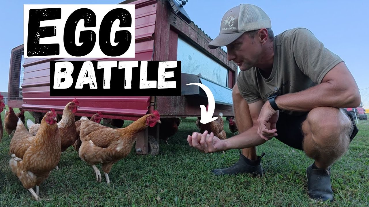 Farm Life: A Busy Day Moving Chickens, Coop Repairs & Egg Count - YouTube