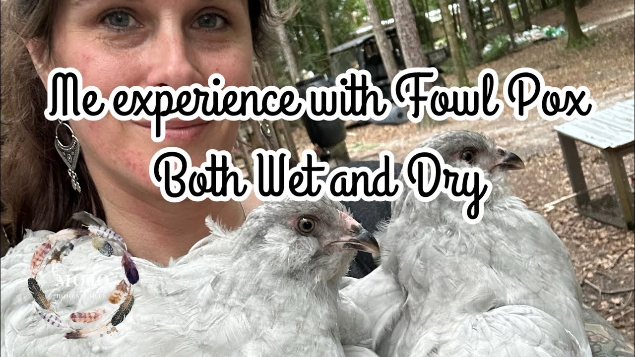 Symptoms and Treatments for FOWL POX **Wet & Dry** - YouTube
