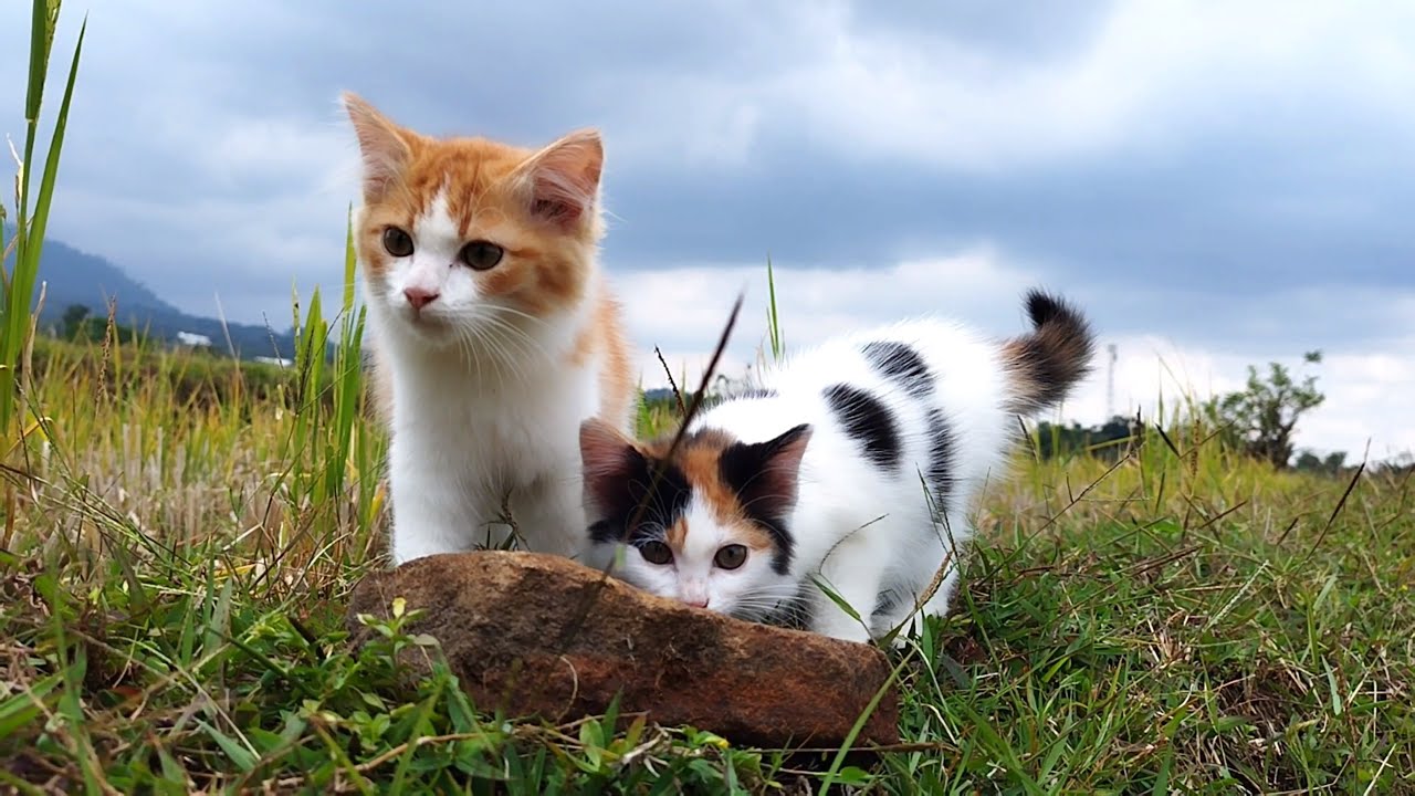 😻KITTEN CAT 😻 - MIAW MIAW MIAW - CAT LOVERS - ANIMAL FUNNY - CAT LOVERS ...