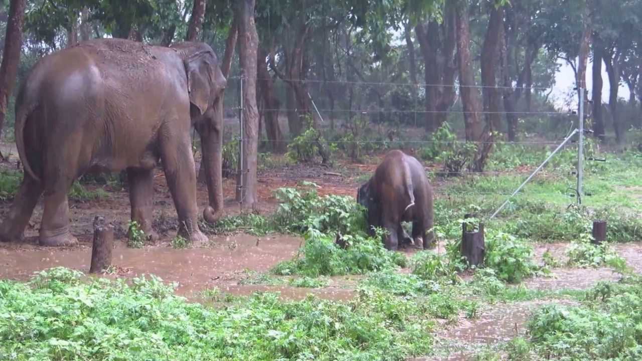 Elephants playing in the rain - YouTube