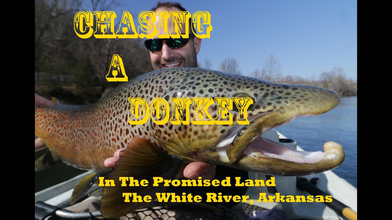 CHASING A DONKEY: Streamer Fishing The Promised Land (Trailer) - YouTube