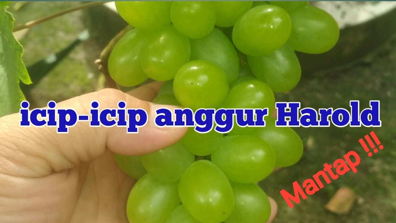 Panen anggur Import Harold - YouTube