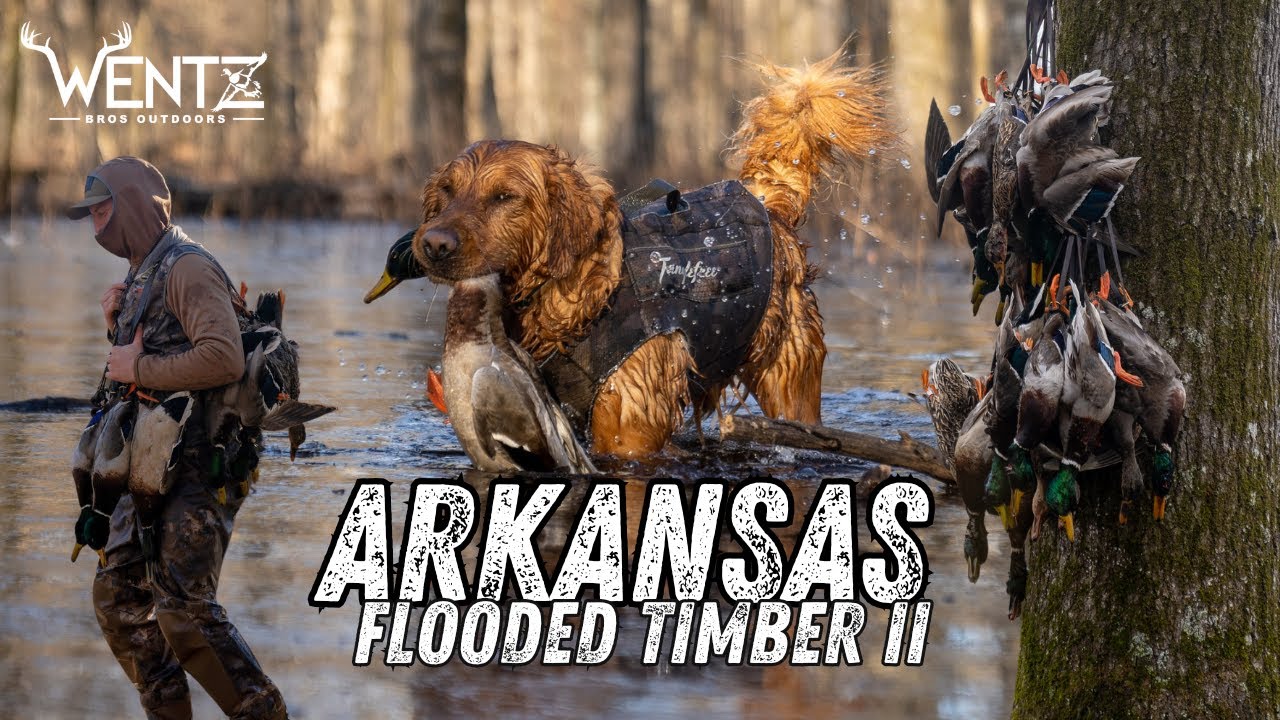 Carson Wentz and Zach Wentz Hunt Mallards in Arkansas Flooded Timber ...