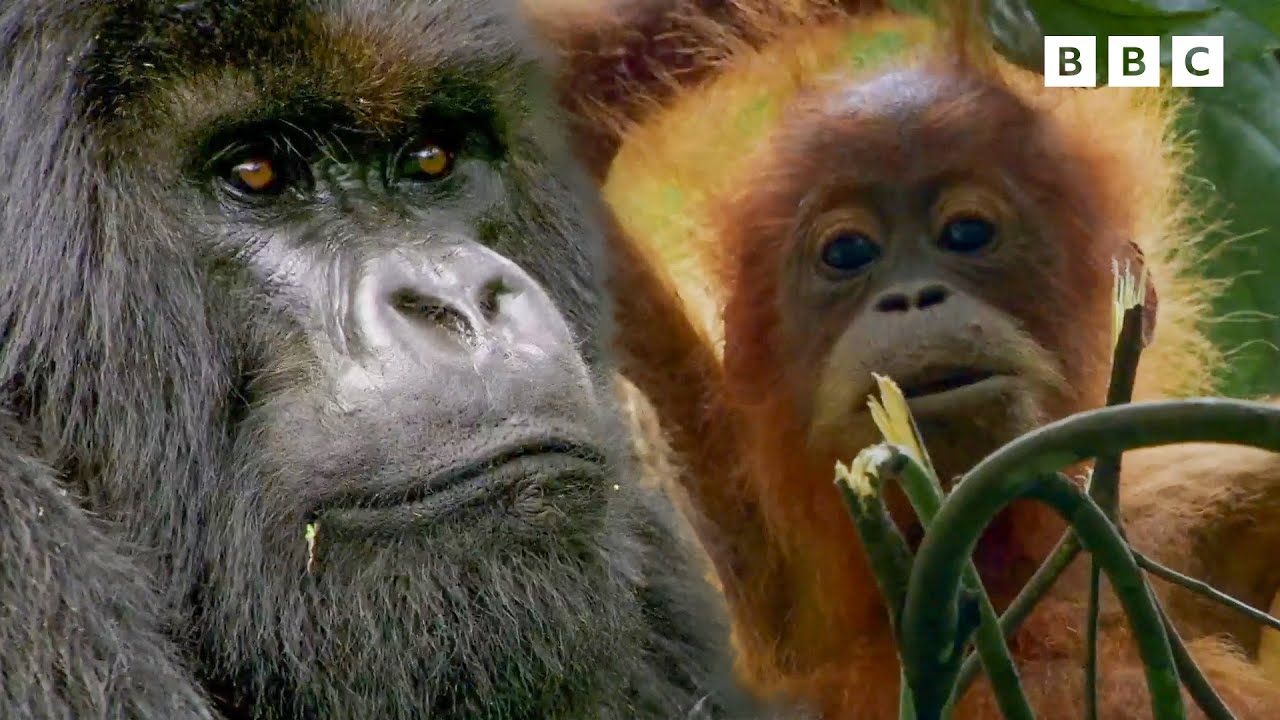 Monkeying Around | Baby Animals | Andy's Amazing Adventures - YouTube