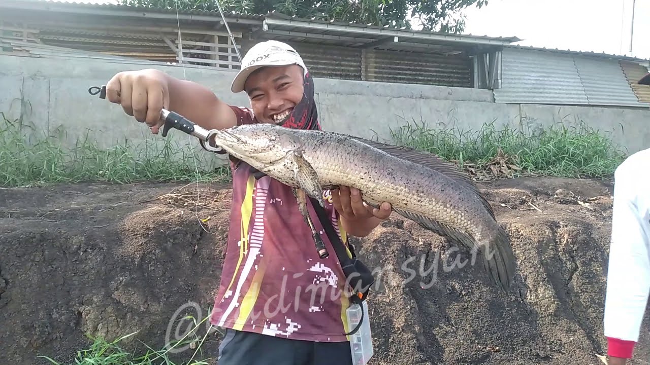 GABUS BABON danau tomang || Casting Gabus soft frog - YouTube