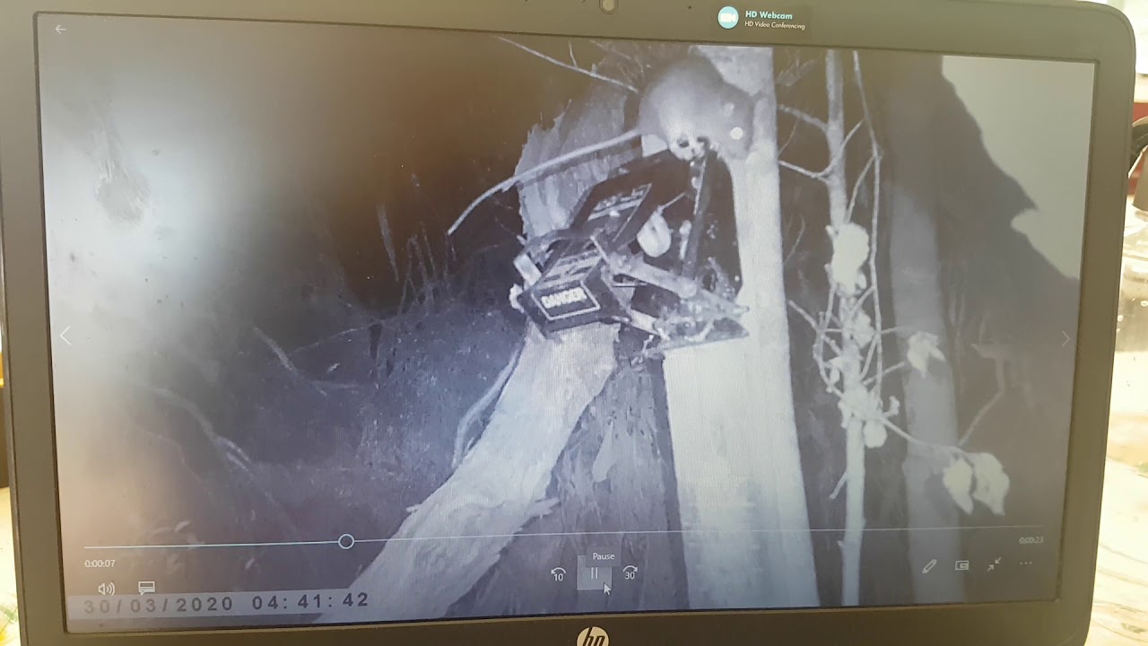 Rat thief - Warrior possum trap 1 - Huia - YouTube