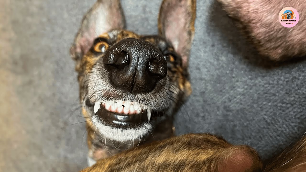 Mango the Greyhound’s Rescue Story: From Abandoned to Adored ...