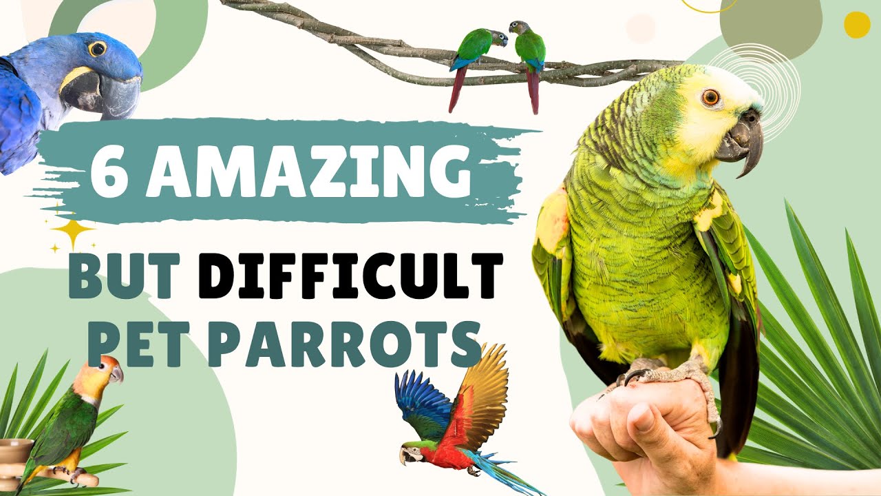 6 Amazing But Difficult Pet Parrots - YouTube