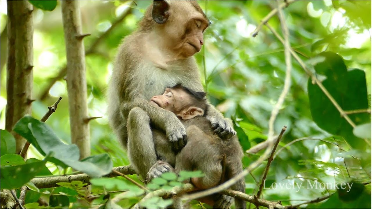 Without Mistake Why Old Female Monkey Scratch Baby Lizza Cry Hurt Like ...