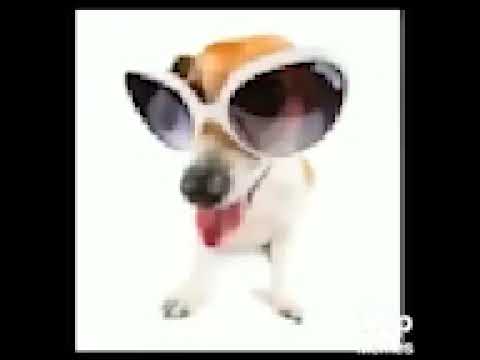 I i follow/A a folou dog Meme in 144p - YouTube