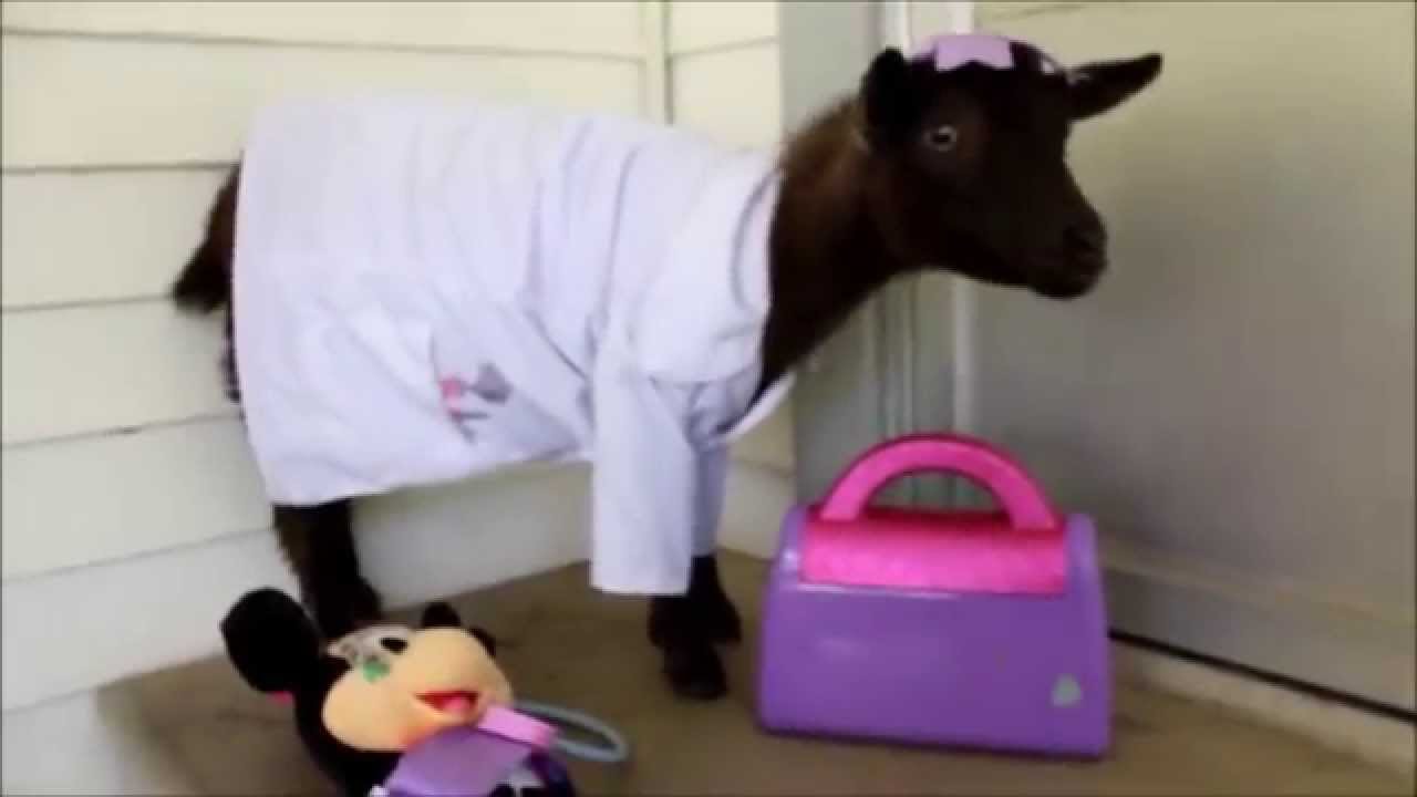 Dr. Goat - YouTube