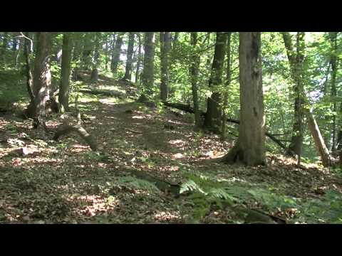 Specialized Status 1 - DownHill Golovec