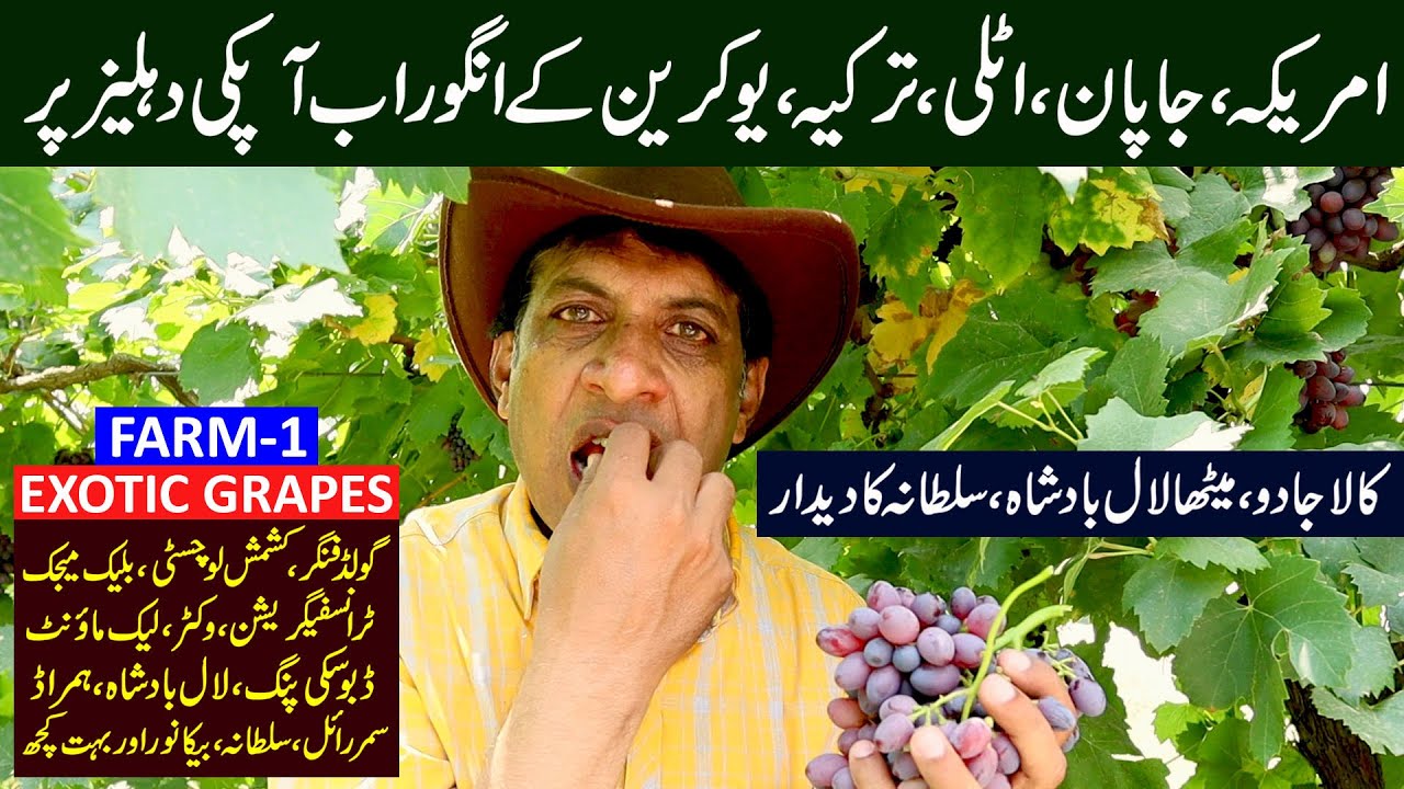 BEST Varieties of Exotic GRAPES in Pakistan | Farm # 1 @GulGrapesFarms ...
