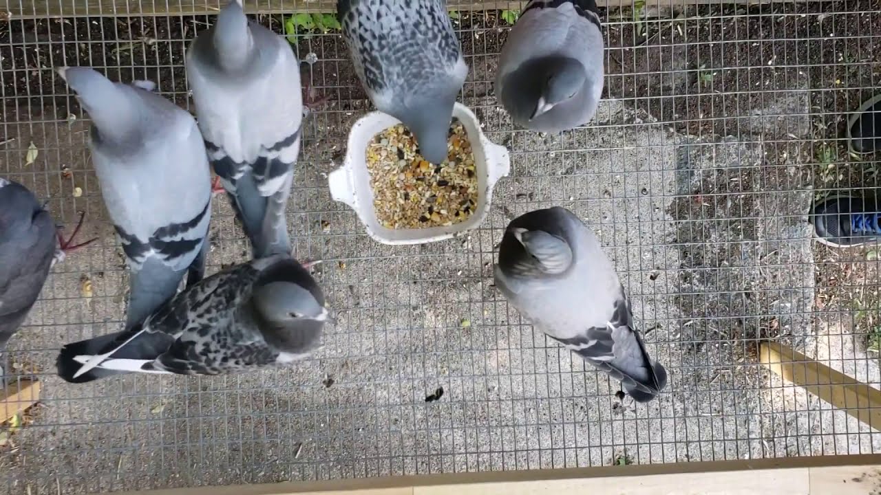 Ali Naming his young birds | Racing homer Pigeon | Golden eye loft ...