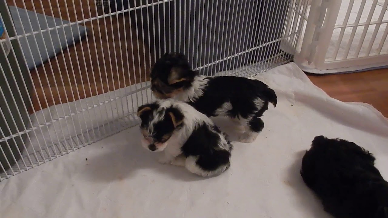 Yorkie puppies 7 and 9 weeks old - YouTube