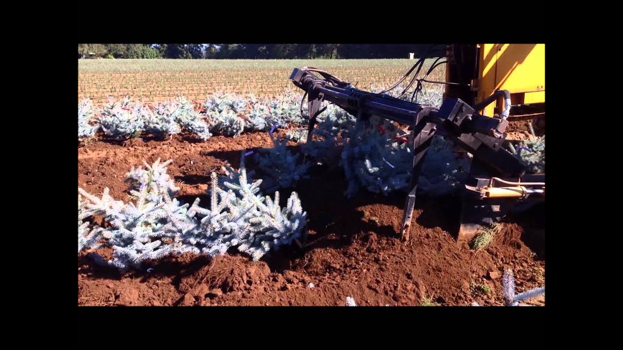 Sester Farms Digging Blue Diamond Spruce Bare Root Liners - YouTube