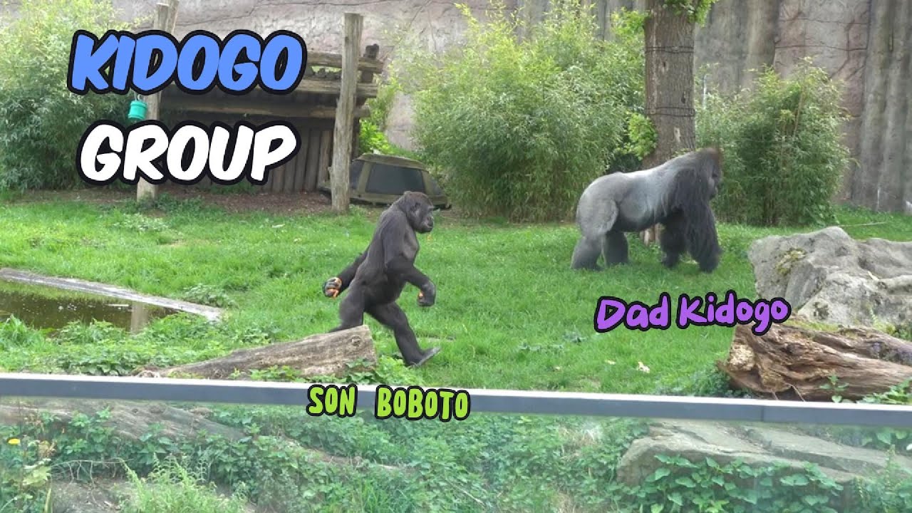 Boboto: Look👀, I’m upright running in the yard! 🏃🏼| The Kidogo's Family ...